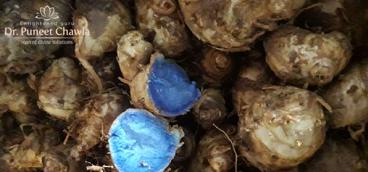 Kalli Halldi Benefits | Uses For Kali Haldi | Vastu Expert Dr Puneet Chawla